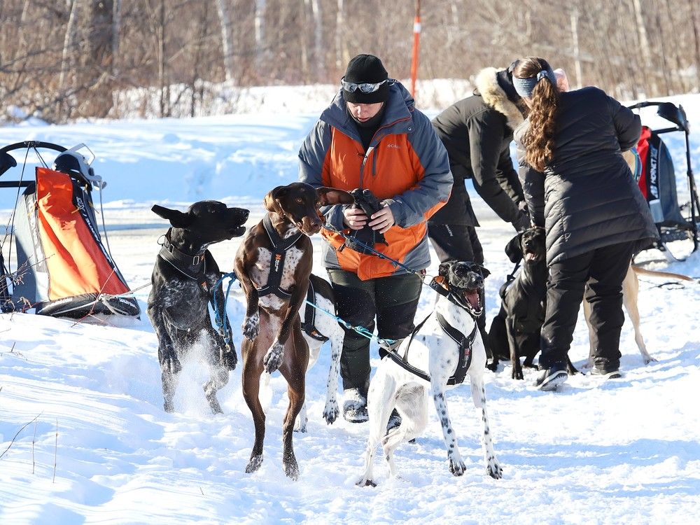 Gee! Haw! Mushers hit the trails for fun event in Wanup | Sudbury Star