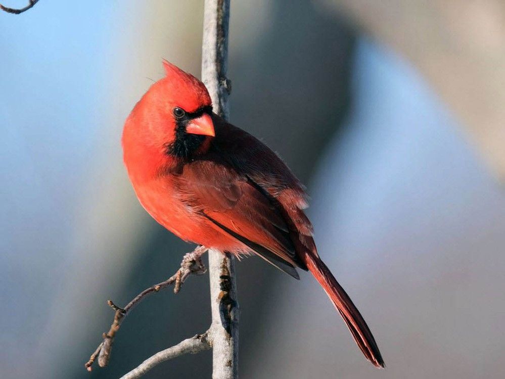 Great Backyard Bird Count takes flight in February | Simcoe Reformer