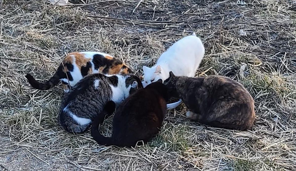 Online fundraiser launched for Petrolia’s feral cats | The Woodstock ...