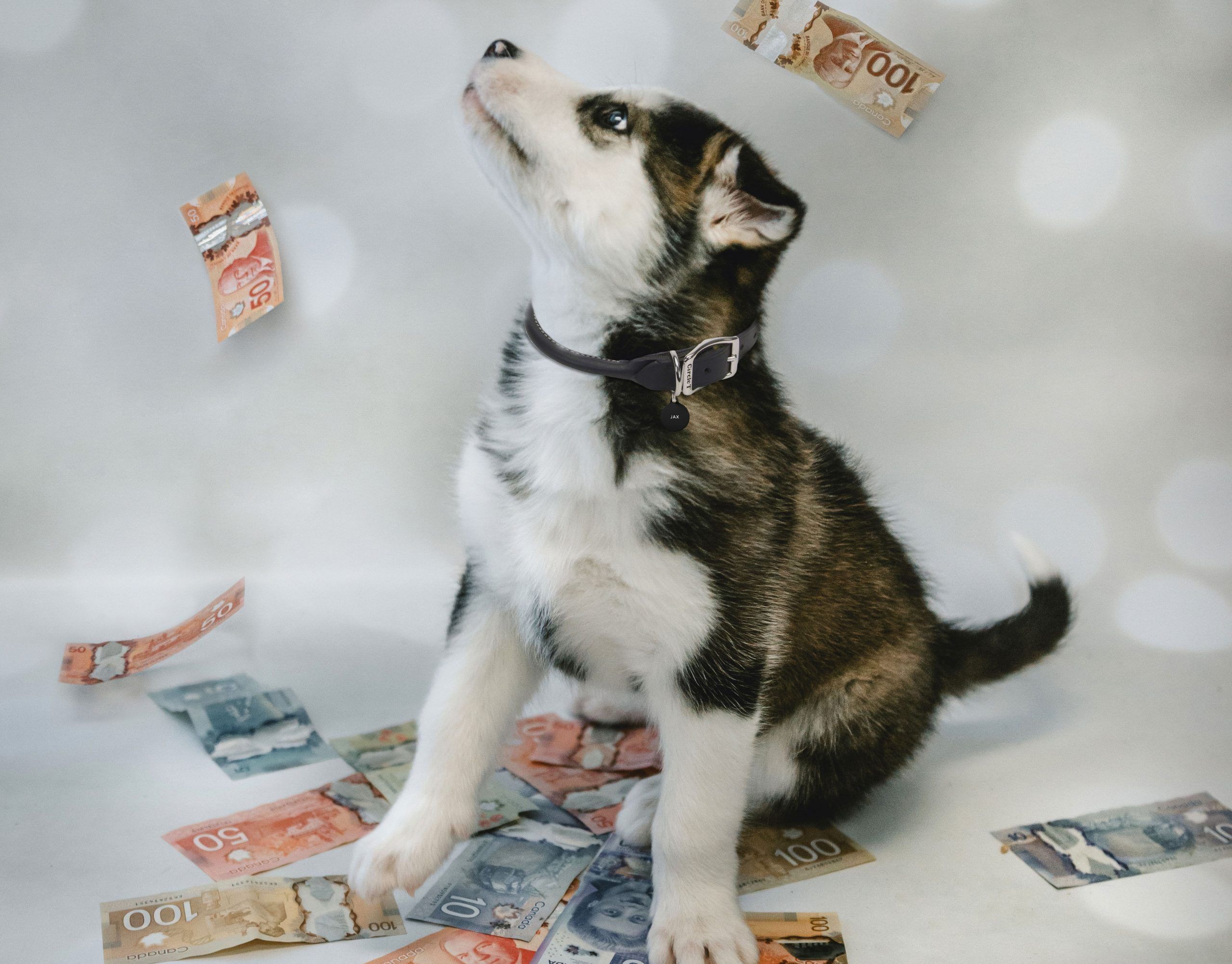 Win big and help animals with Draws for Paws | Sudbury Star