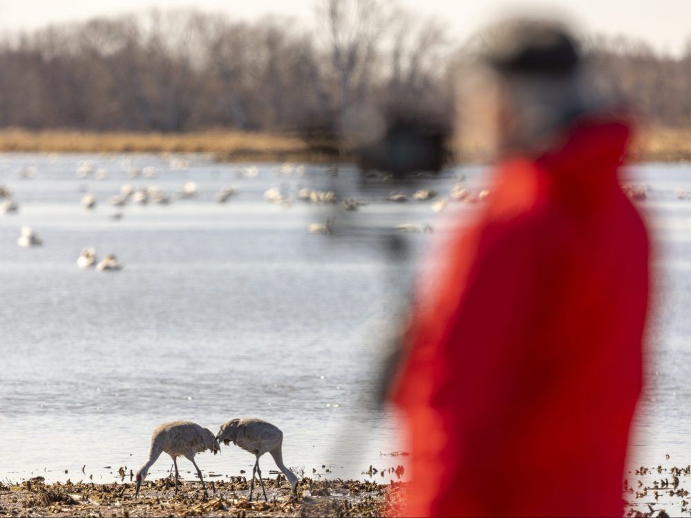 PHOTOS: For the birds (and the bird-watchers) | Simcoe Reformer