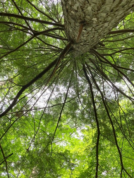 City of North Bay and Greening Nipissing team-up to grow the canopy ...