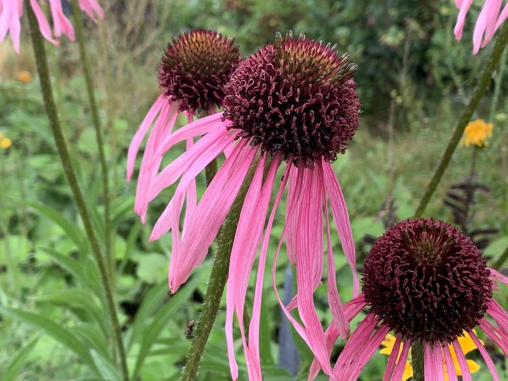 Garden Clippings Black Eyed Susans Available In New Varieties The Sarnia Observer