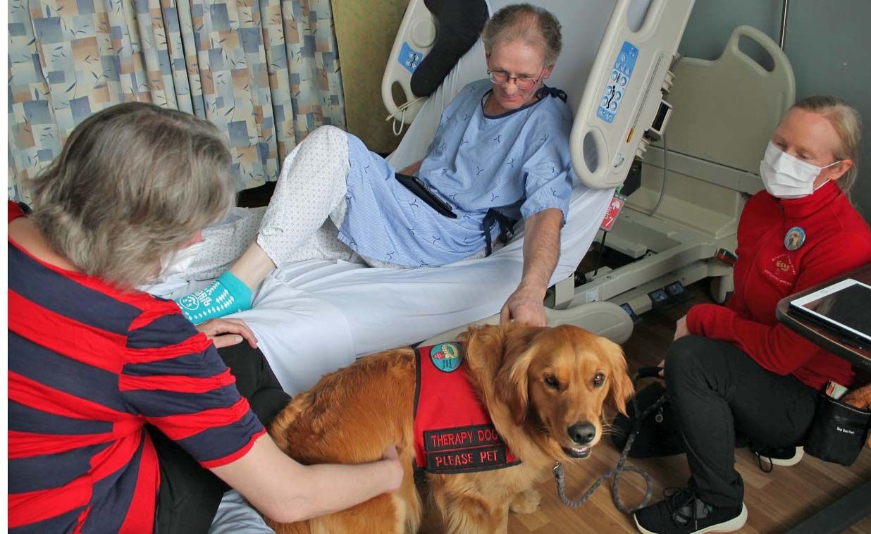 Therapy dogs do wonders for Sault Area Hospital patients: Handler ...