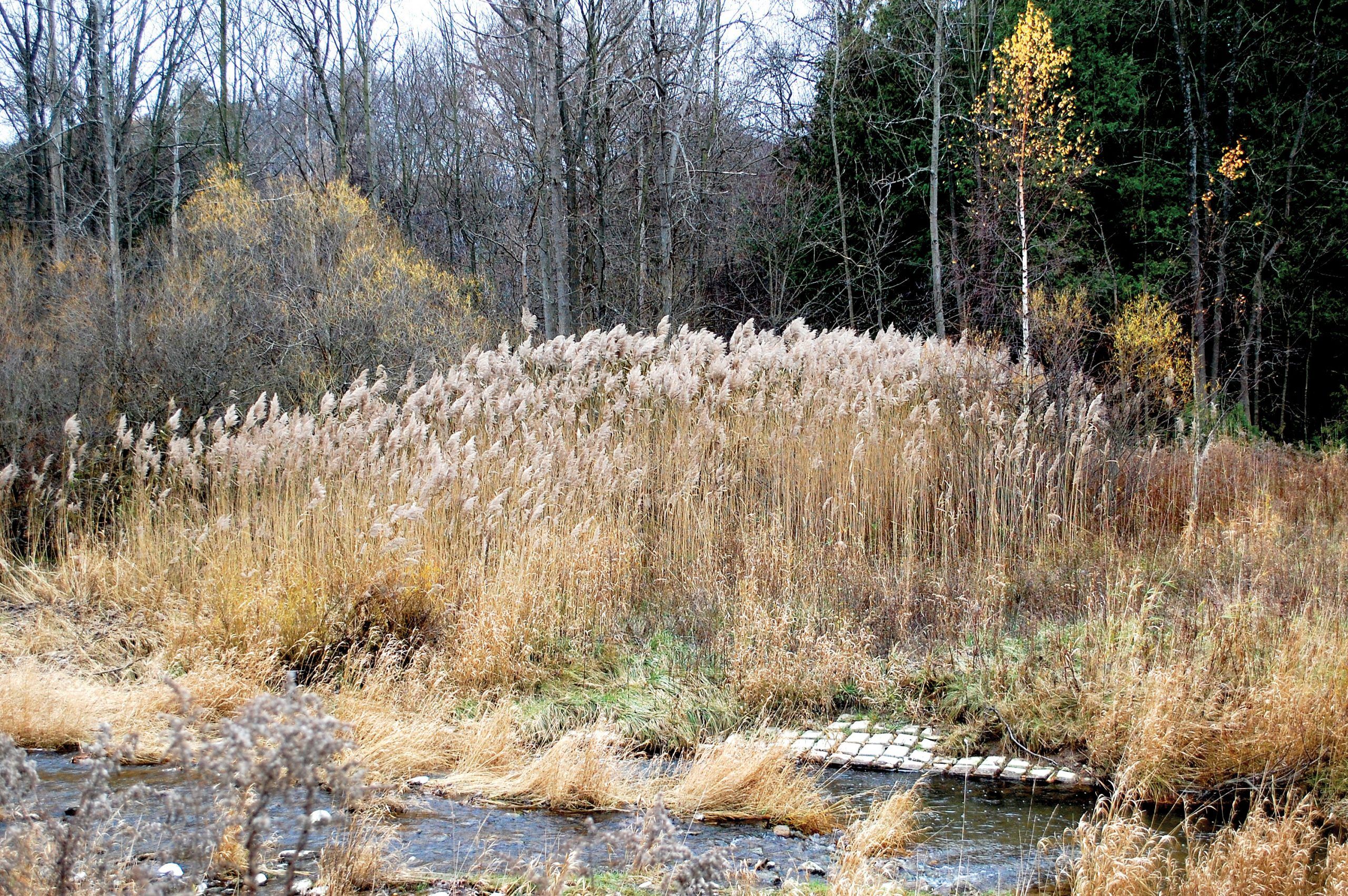 Phragmites remediation continuing in Kincardine | Kincardine News