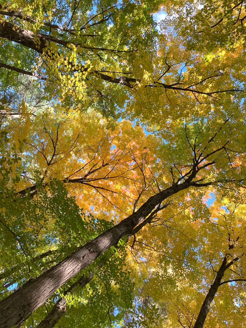 Owen Sound council against idea of private property tree policy | Owen ...