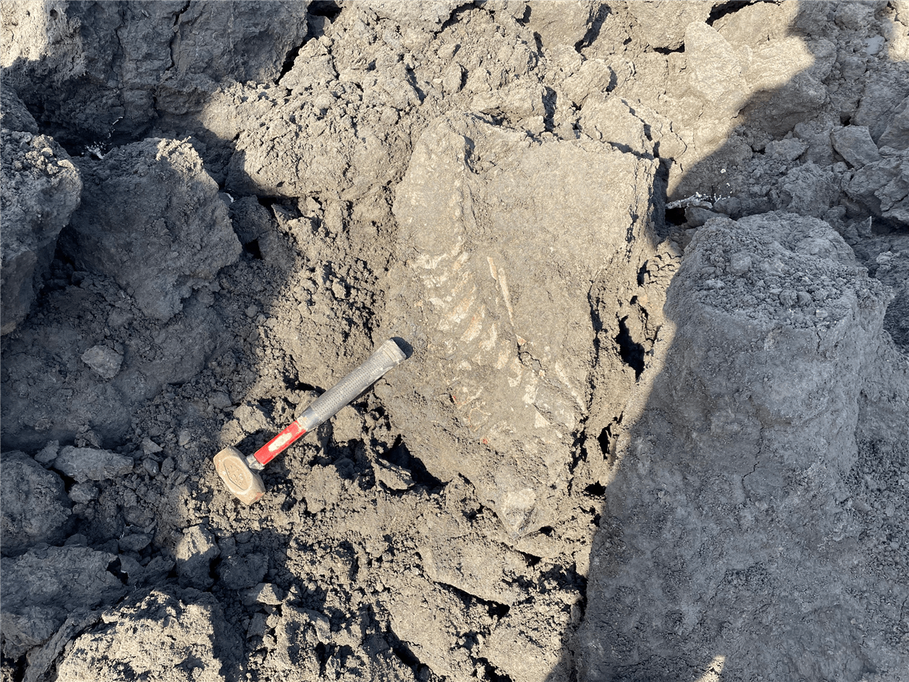 Oilsands worker finds Alberta's oldest plesiosaur fossil in mine | Fort ...