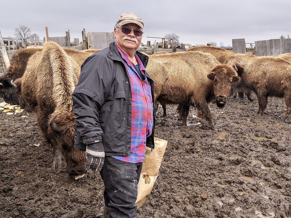 Haldimand County bison farmer recounts buffalo charge that almost ...