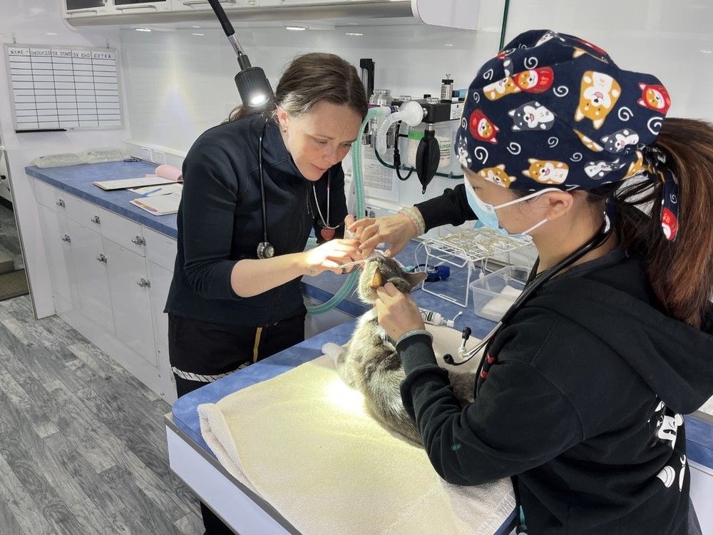 Mobile spay/neuter cat clinic returns to Cornwall Civic Complex ...