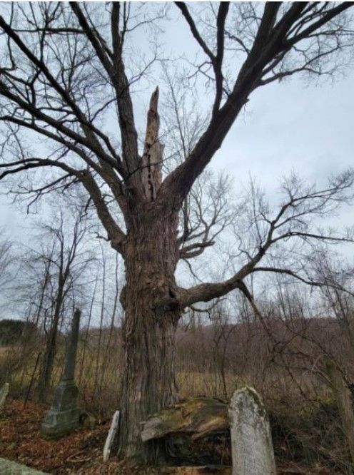 Dead tree removal prioritized for local cemeteries | Cornwall Standard ...