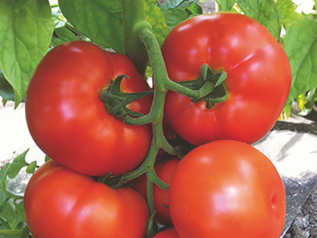 The glorious tomato | The Graphic Leader