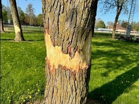 Police investigating after bark stripped from 80-year-old maples | The ...