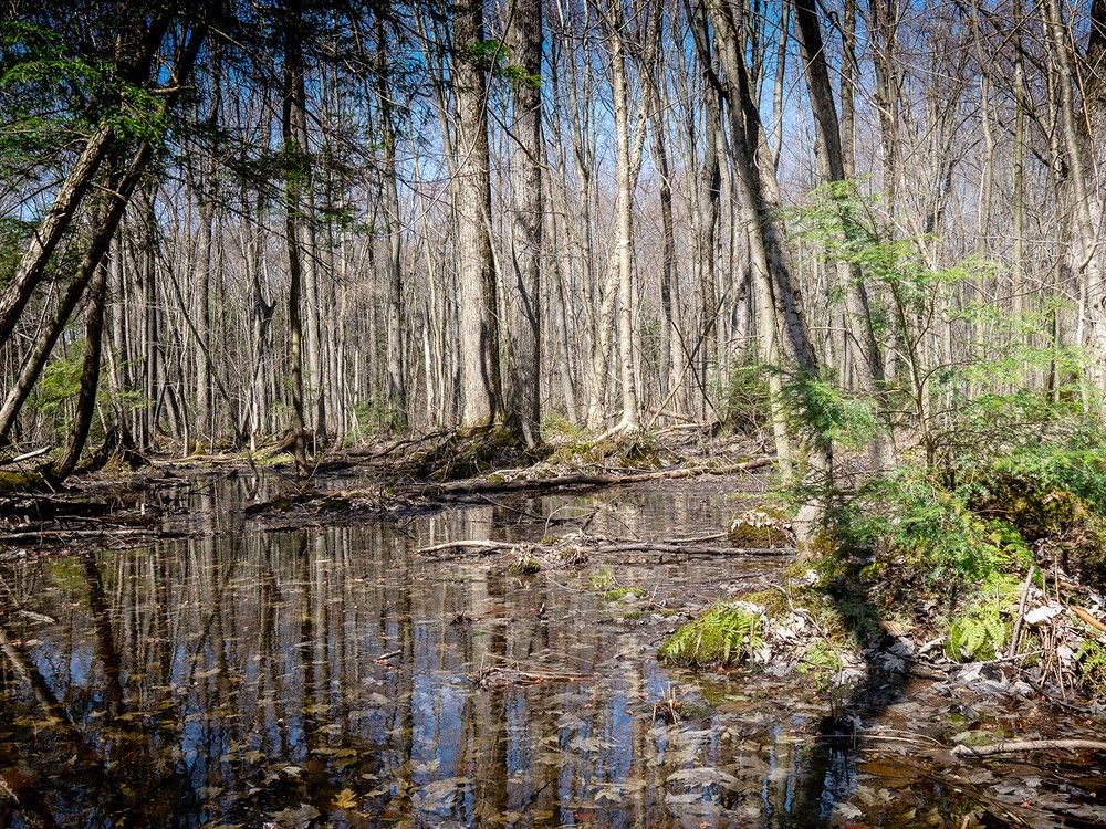 Family donates land tract in Hay Swamp in memory of ‘Fink’ | Wiarton Echo