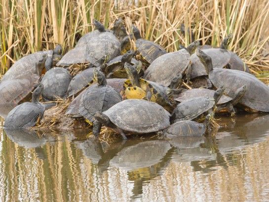 Circle of Turtle Lodge hosting Welcome Home project to help Sixties ...
