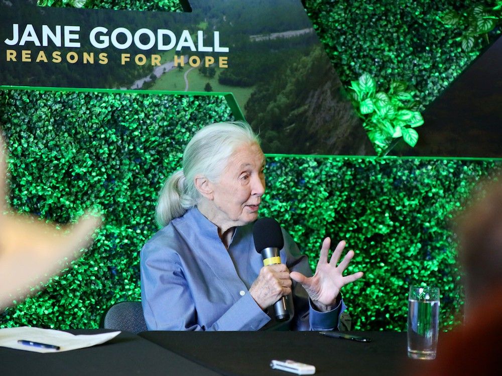 Science North Jane Goodall film and exhibition in Sault | Sault This Week