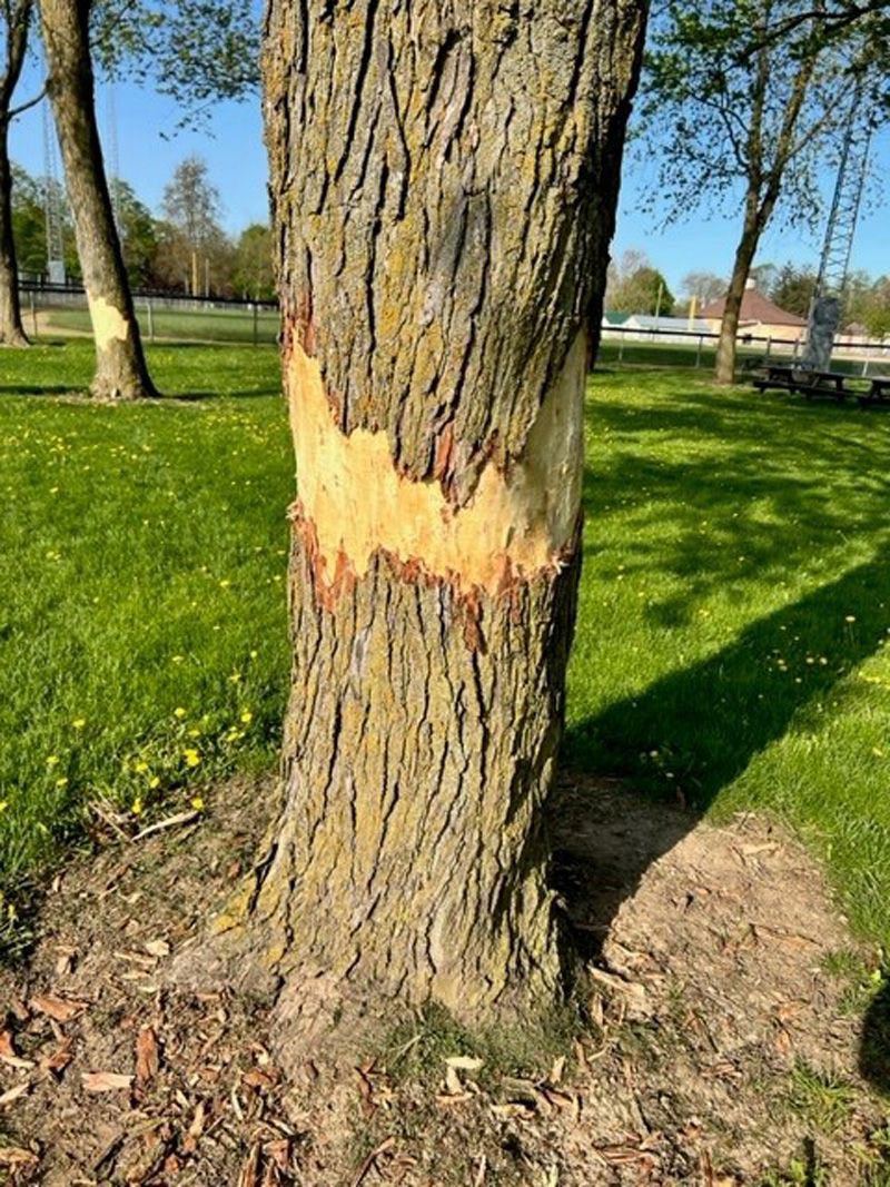 Major damage to trees in Mitchell park | Mitchell Advocate