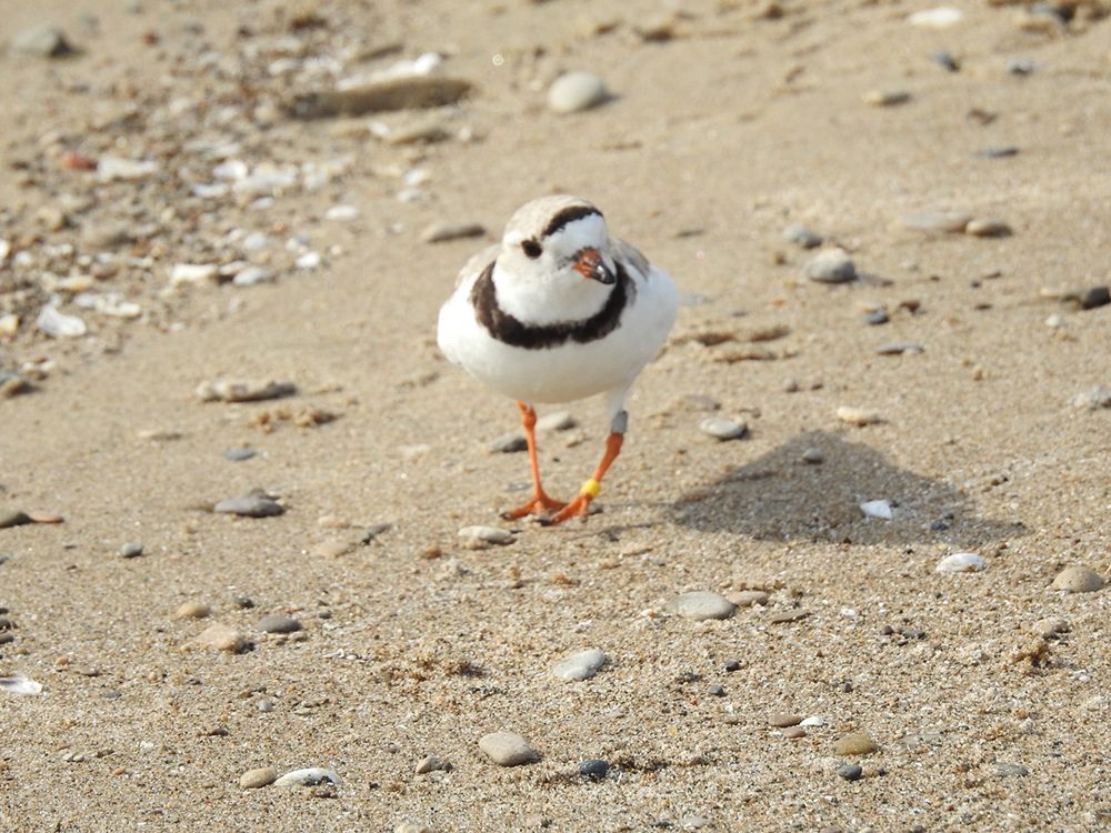 Piping Plover spotted at Sauble Beach Saturday | Owen Sound Sun Times