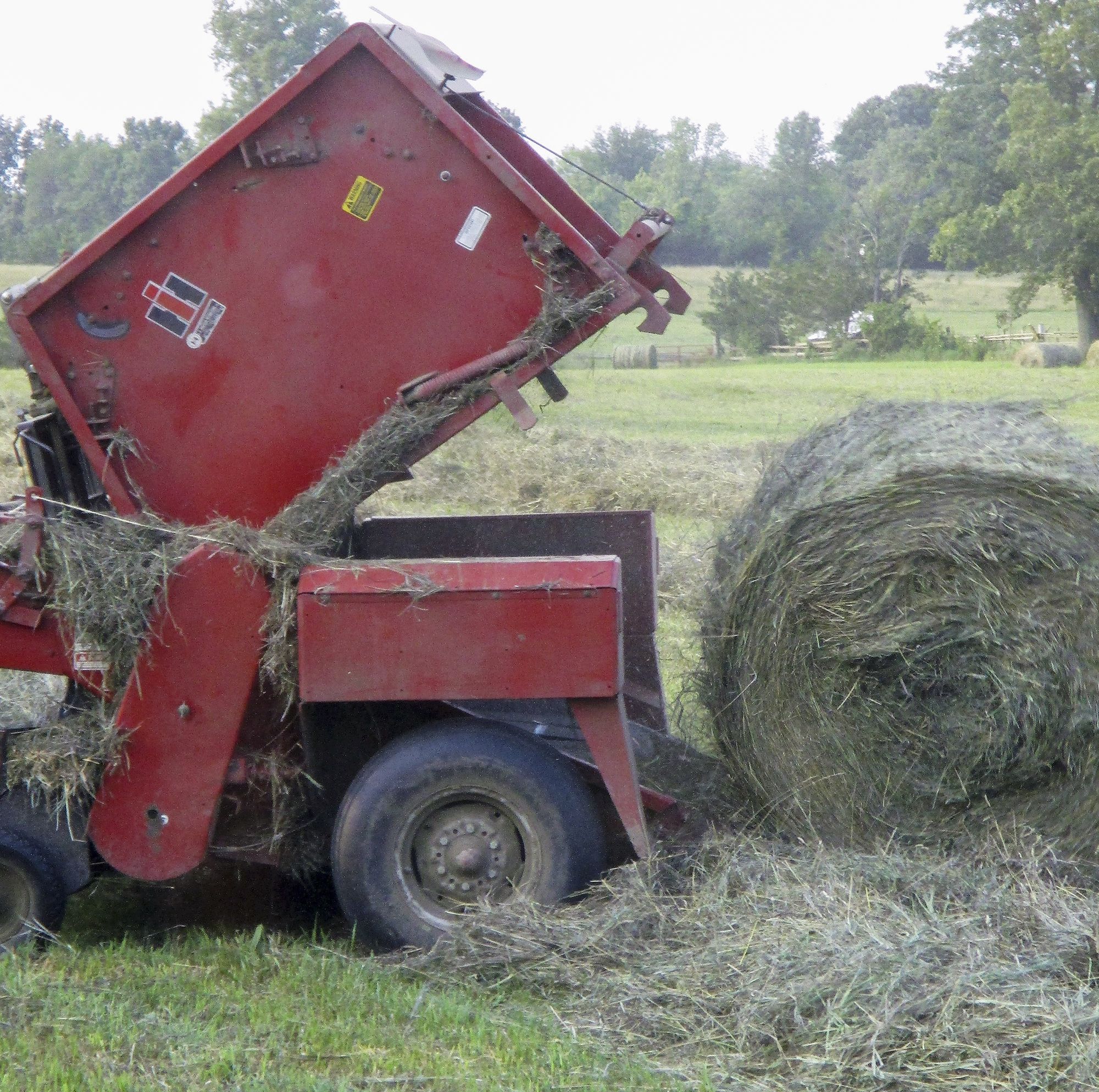 Tales from the Farm: Calves, hay, parsnip and ticks | The Kingston Whig ...