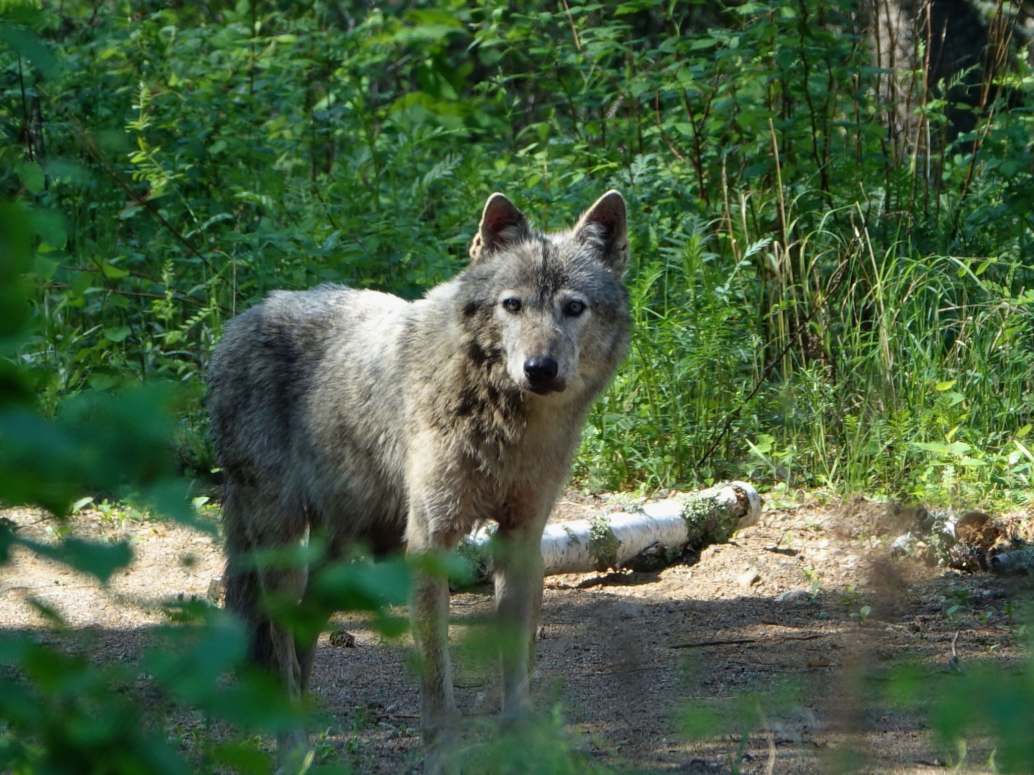 Wolf sightings in Sioux Lookout prompt warning | Kenora Miner