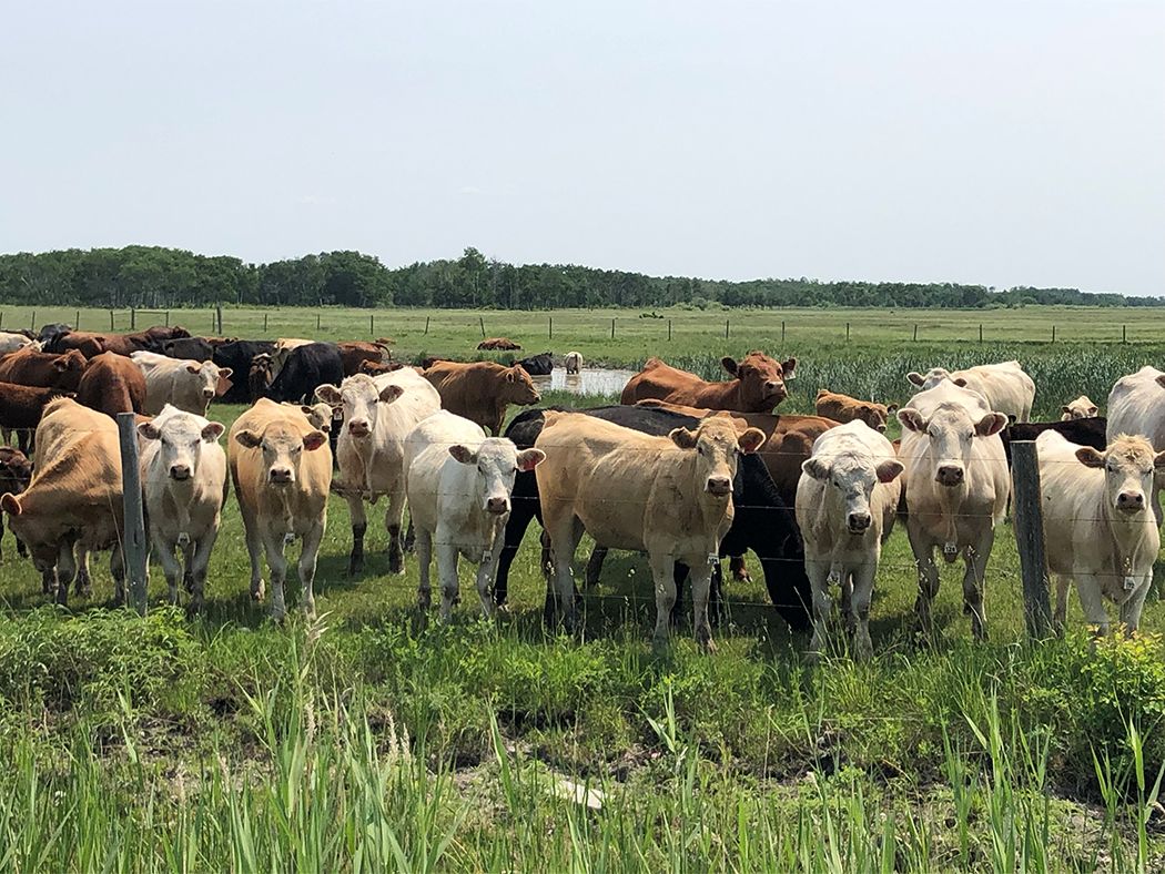 Portage Farm Report: Cattle report, support sustainability and food ...