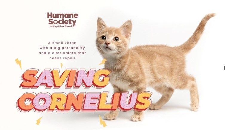 Donations come in to help special kitten Cornelius | Belleville ...