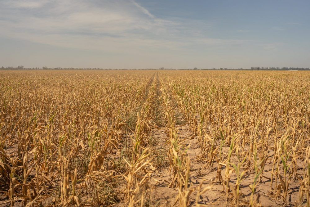 Drought impact worsening | Ontario Farmer