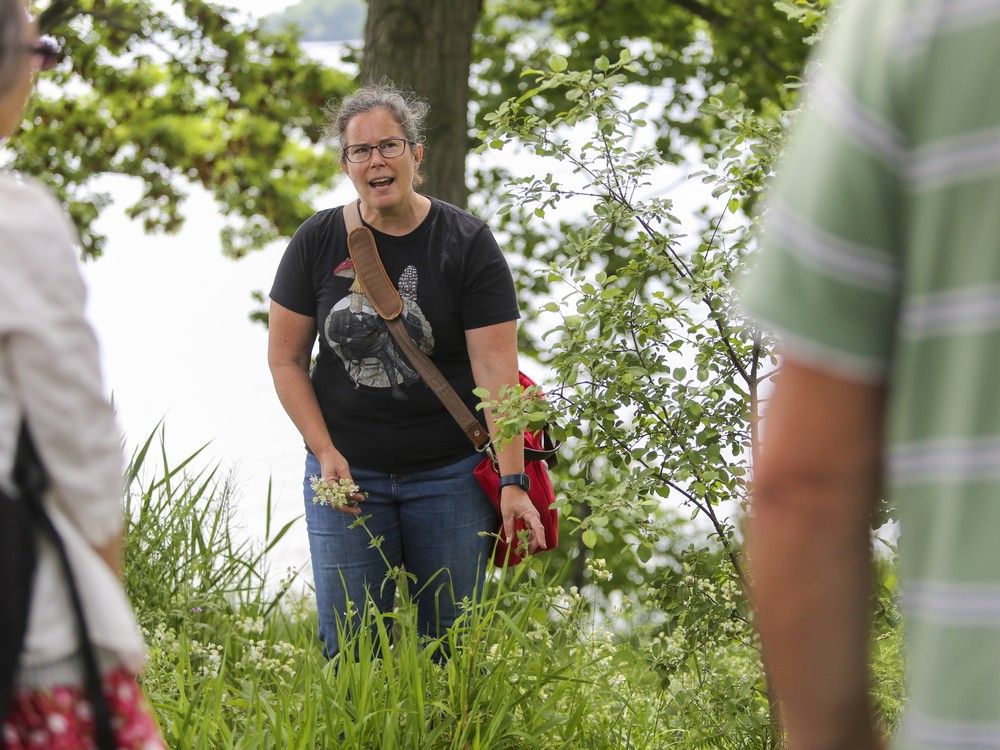 Woman teaching foraging skills in Kingston's woods, parks, urban areas ...