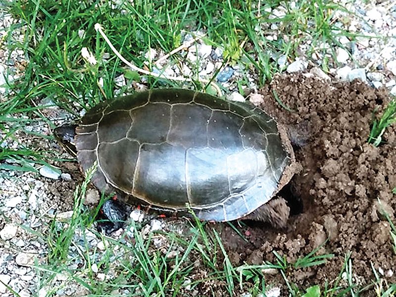 Funds needed for turtle hatching pens at Black Creek Park | Sudbury Star
