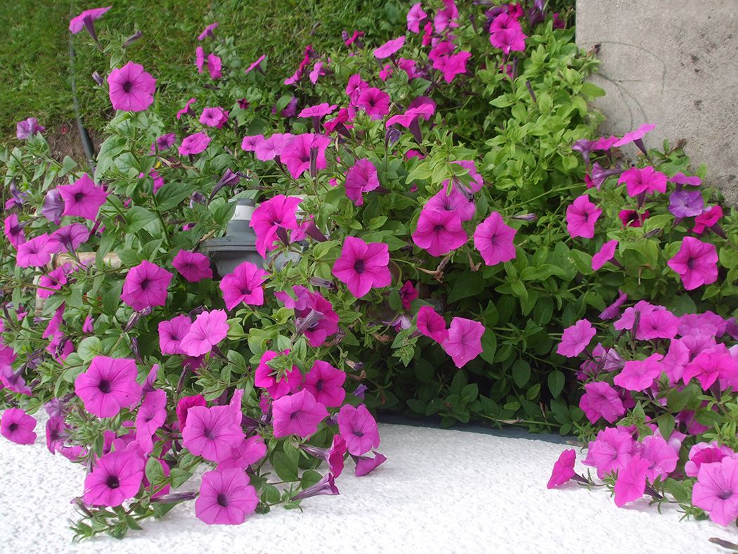 Fertilizing petunias for success | The Graphic Leader