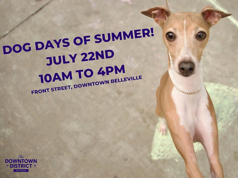 Dog Days of Summer in the Downtown District | Cornwall Standard-Freeholder