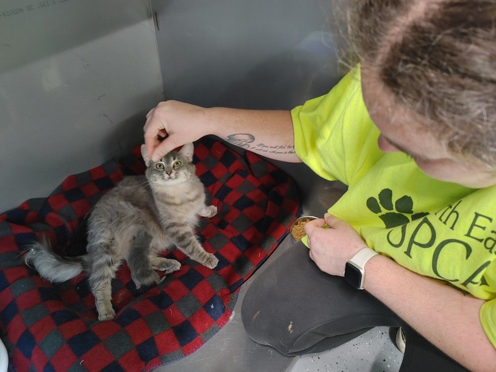 Northeast SPCA recovering in aftermath of pandemic | Melfort Journal