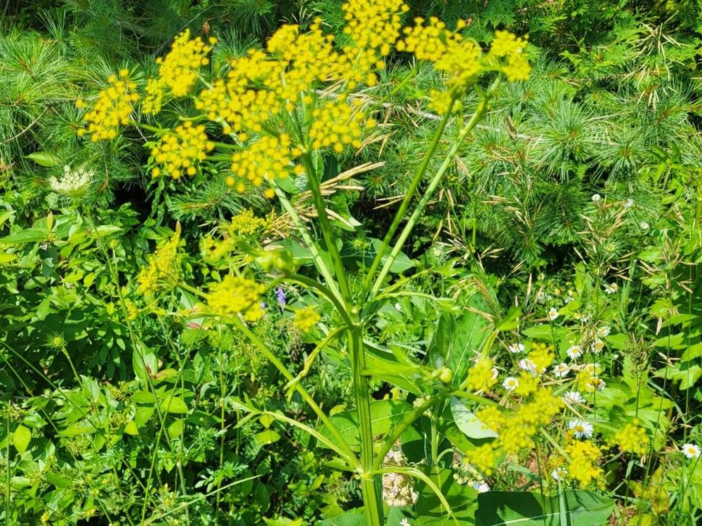 Innocent-looking plants wait to launch toxic attacks | The Kingston ...
