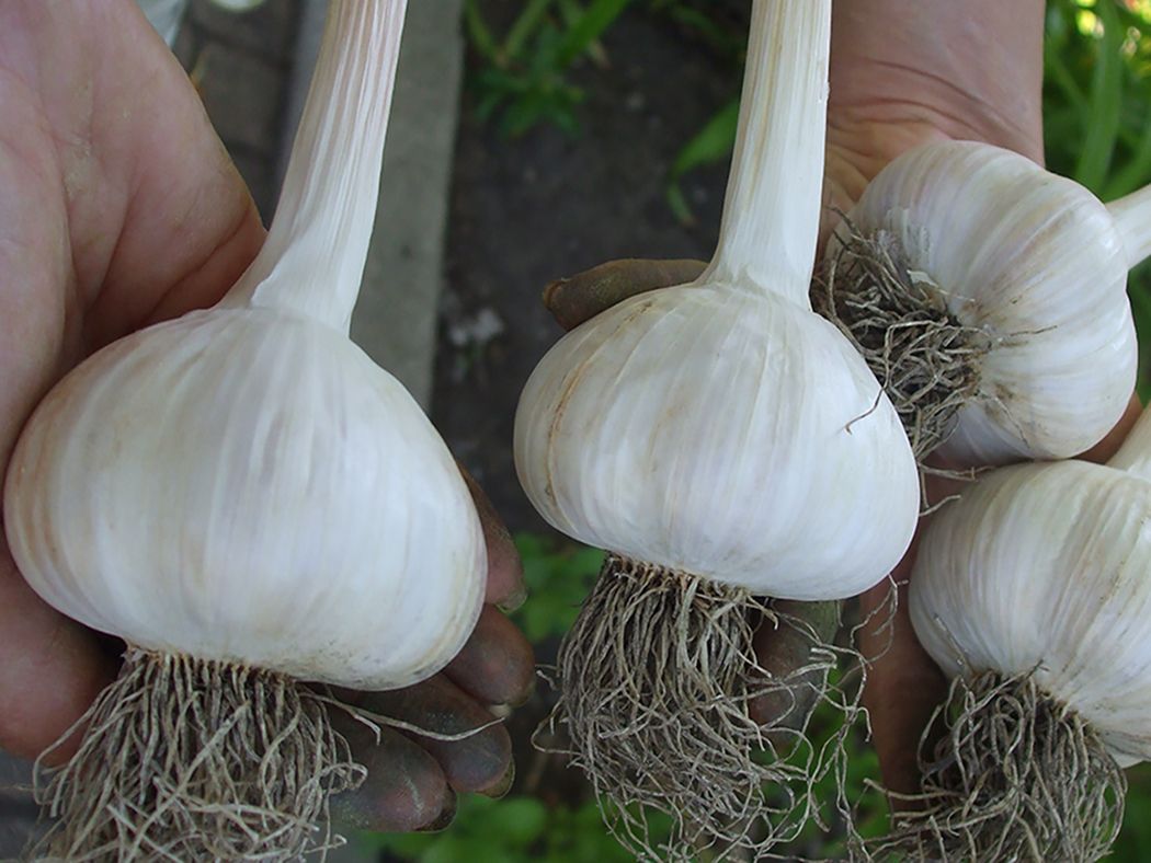 A Singing Garlic Guru | The Graphic Leader