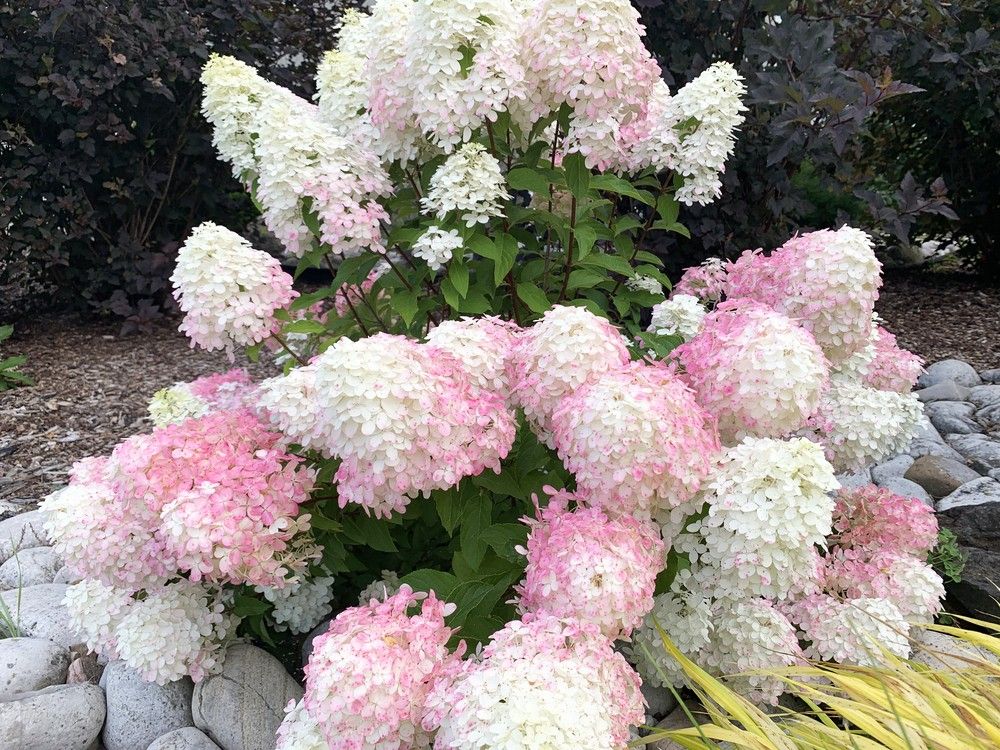 Garden Clippings: Hydrangeas just aim to please | Chatham This Week