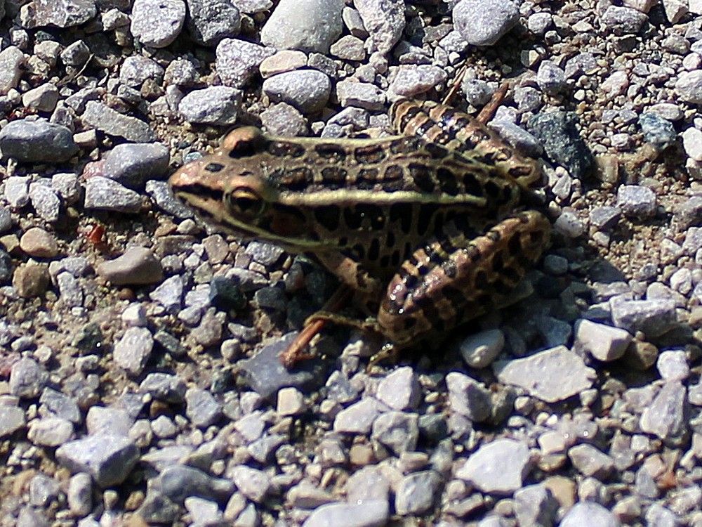 New protected property creates conservation corridor | Simcoe Reformer