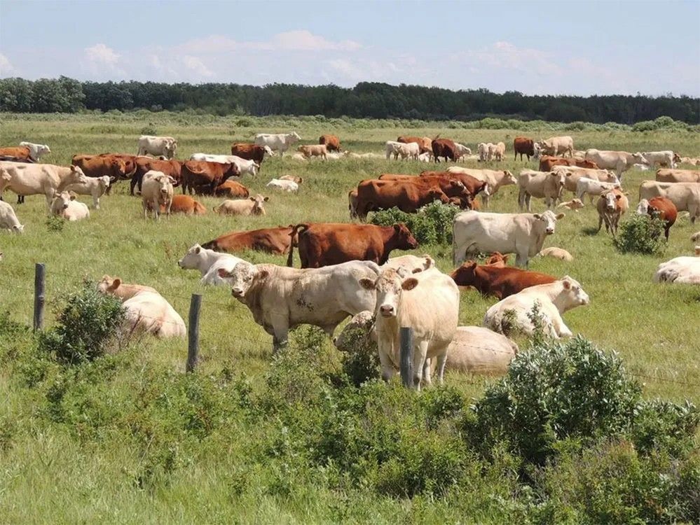 Bird flu spreads among Iowa cattle | Ontario Farmer