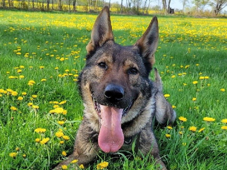 Meet Tackle, a new member of the OPP canine unit covering Lambton ...