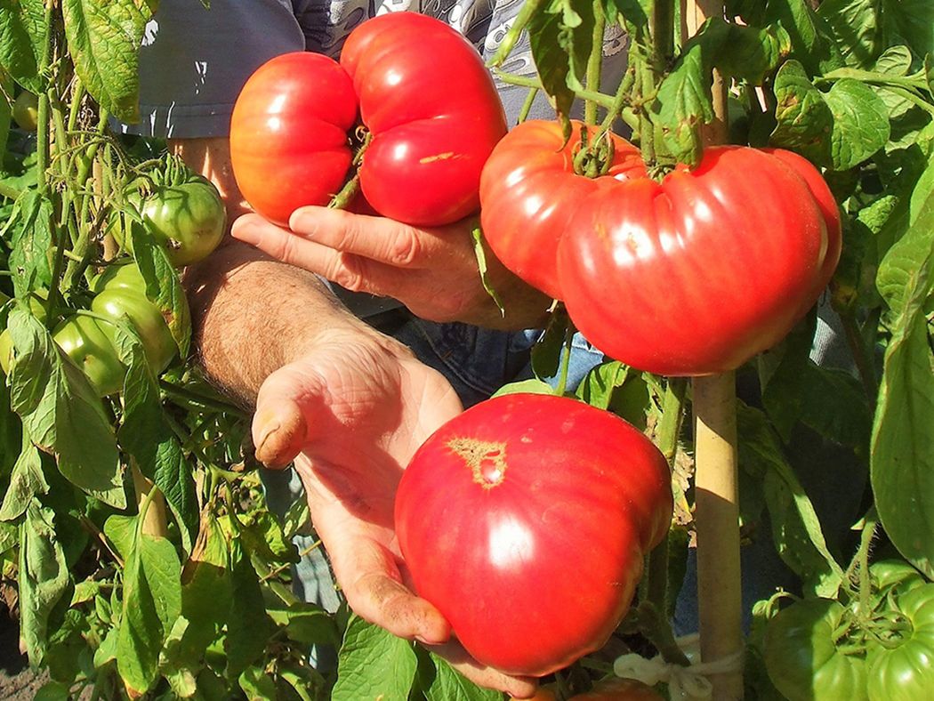 Find the beauty in all the different types of tomato | The Graphic Leader
