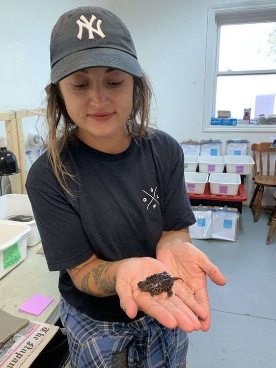Turtle hatchlings get a helping hand from Sandy Pines Wildlife Centre ...