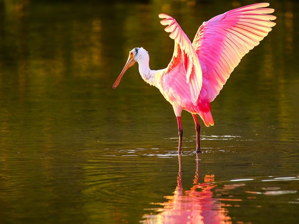 Rare bird from Texas and Florida visits Ontario town | Pembroke Observer