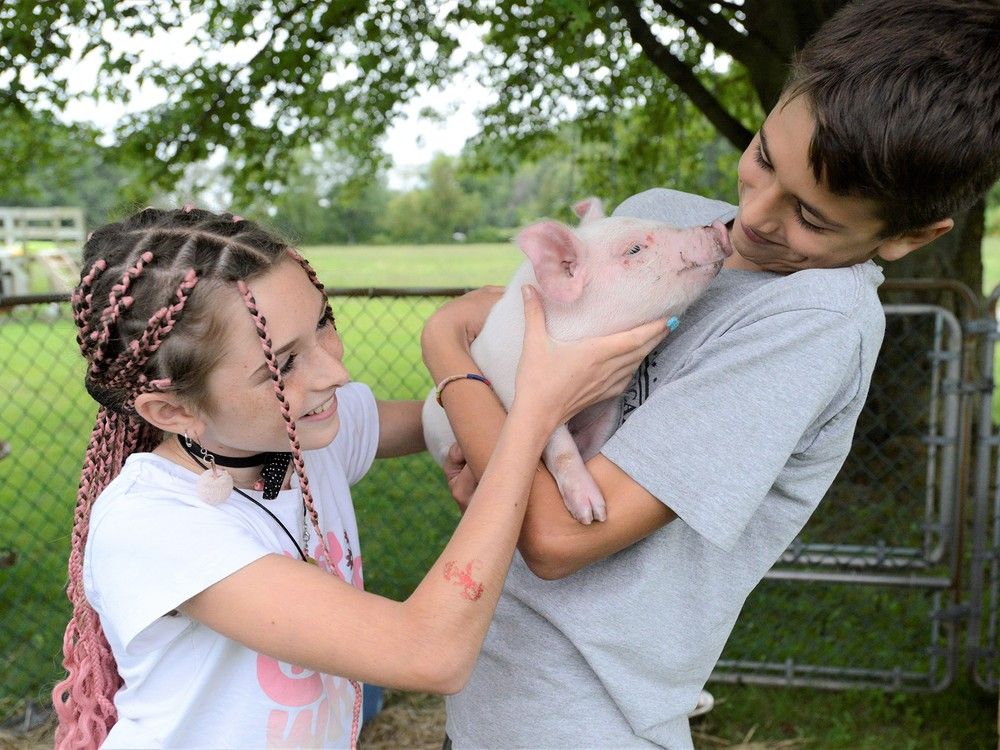 Kids, cop help rescue runaway piglet in Norfolk | The Woodstock ...