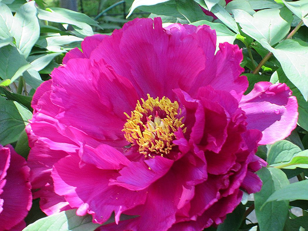 Tips for Peonies heading into winter prep mode | The Graphic Leader