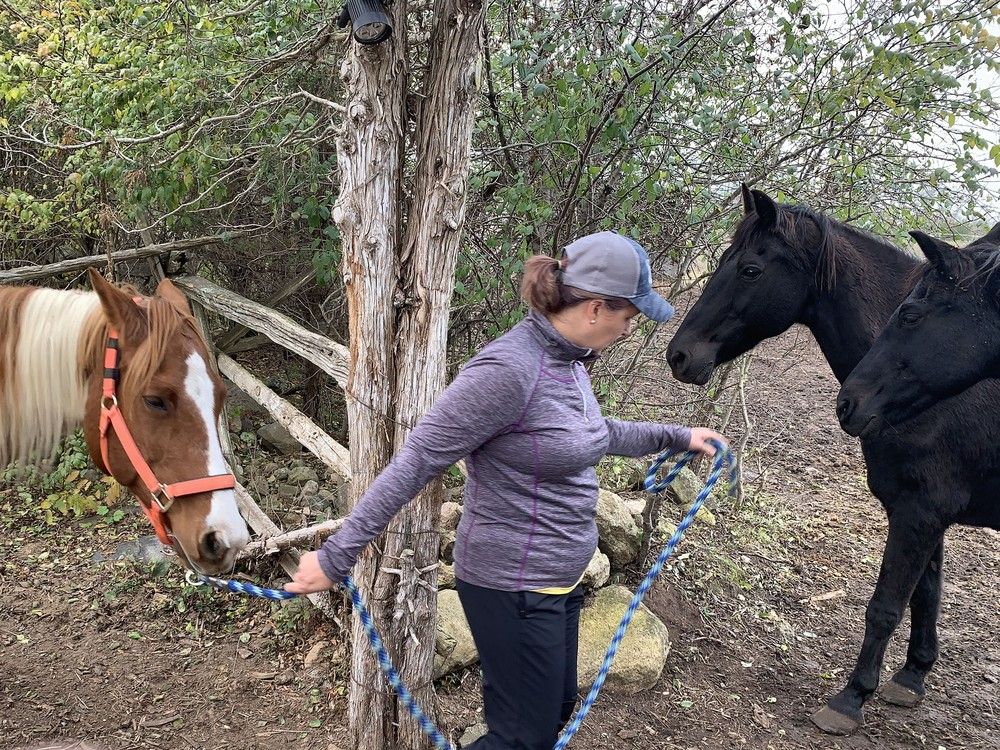 Horses get a new lease on life at Second Chance Ranch near Kingston ...