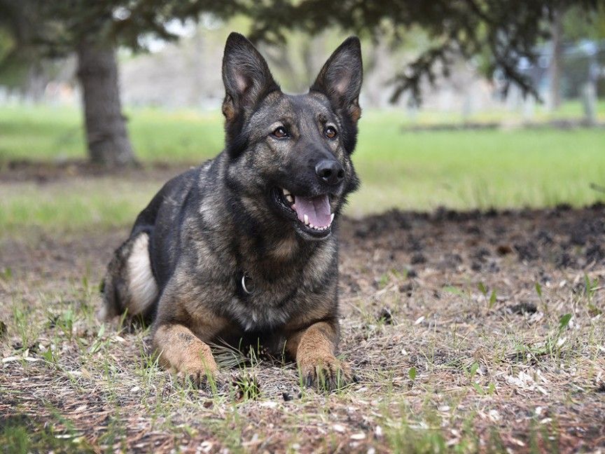 Police dog helps arrest suspect hiding in long grass | The Graphic Leader