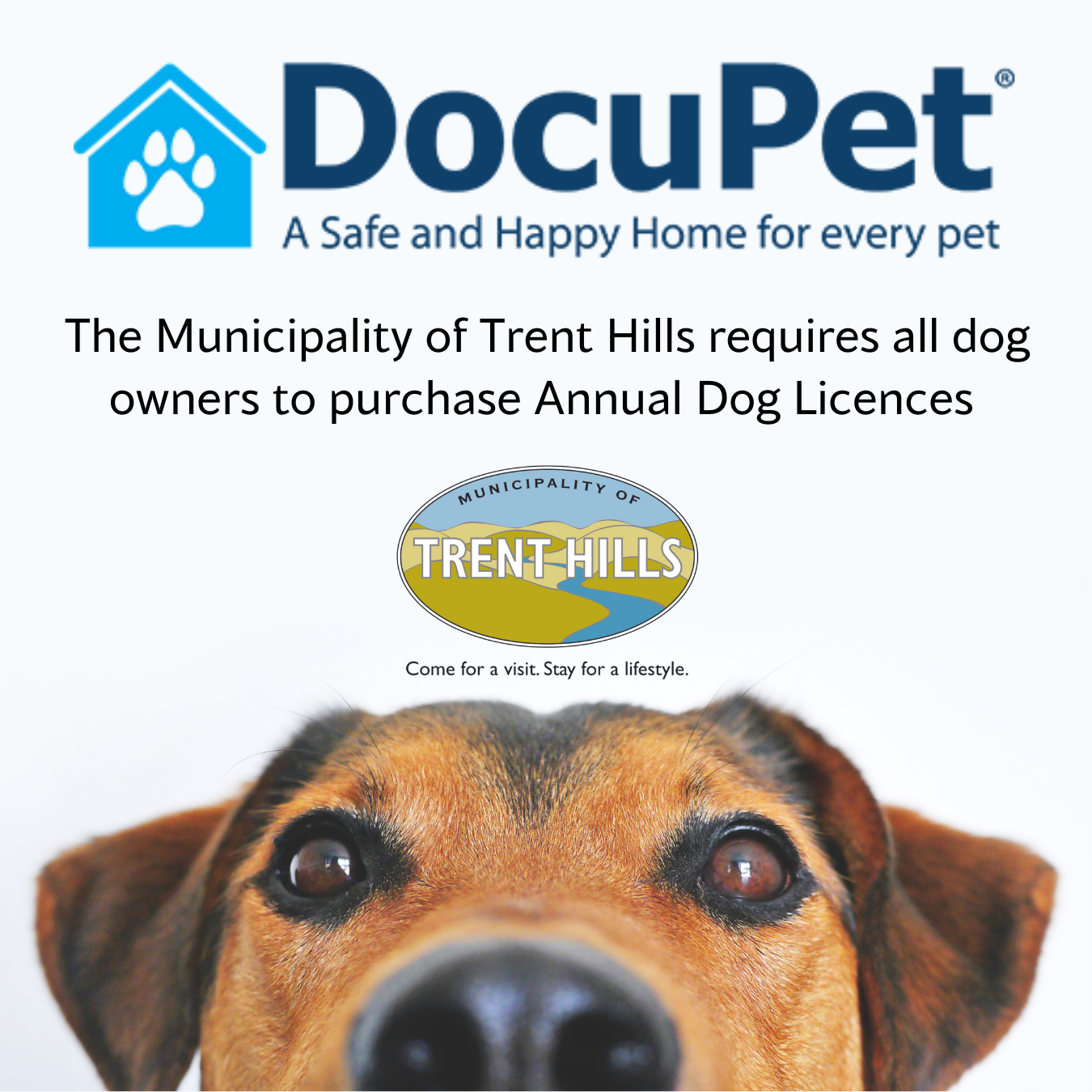 DocuPet - A Safe and Happy Home for every pet | The Community Press