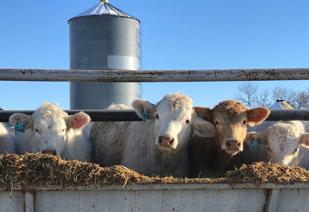 Portage Ag Report: Beef and Forage conference and Stock talk | The ...
