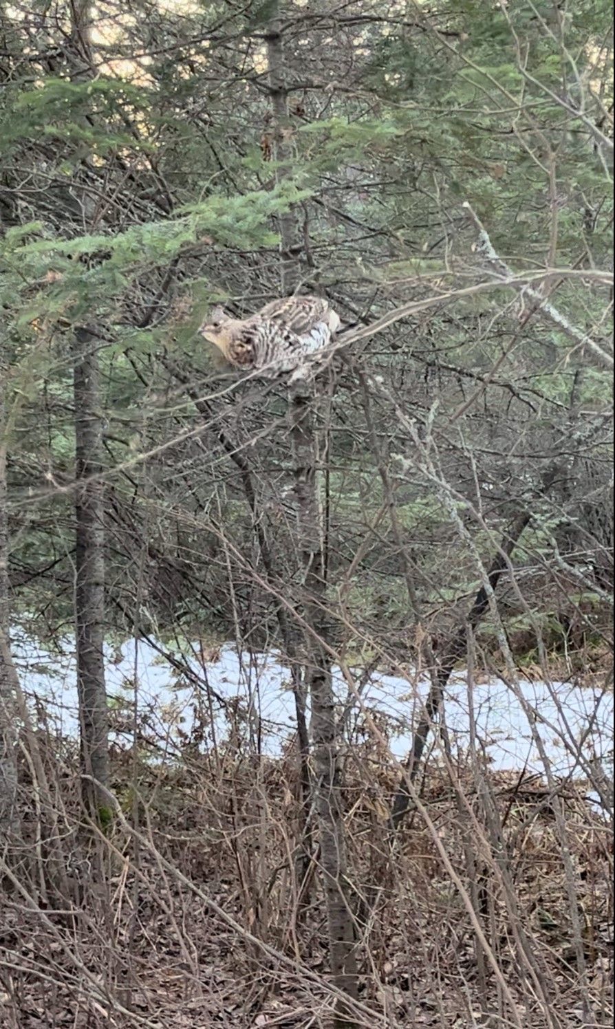 THE LIVEWELL: Check the trees for grouse | Kenora Miner