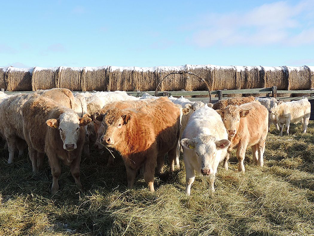 CABAK: Canadian Cattle Markets Move Higher | The Graphic Leader