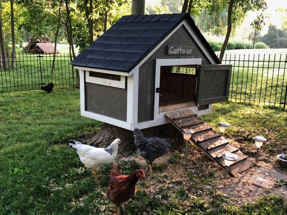 Backyard chickens approved in Brant County | The Woodstock Sentinel Review