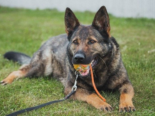 Police dog chases man who allegedly fled traffic stop | Telegraph-Journal